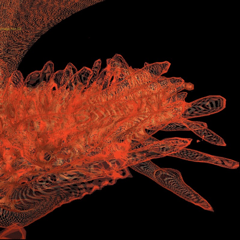 Animals - Xavier Lucchesi